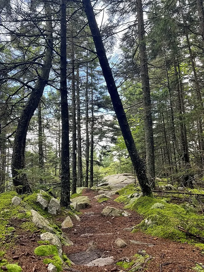 brownsville trail 1