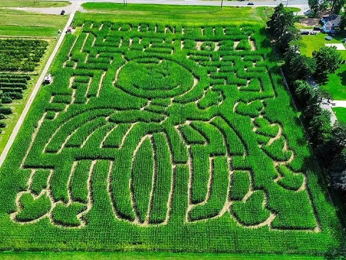 corn maze at robinette's apple haus & winery 1