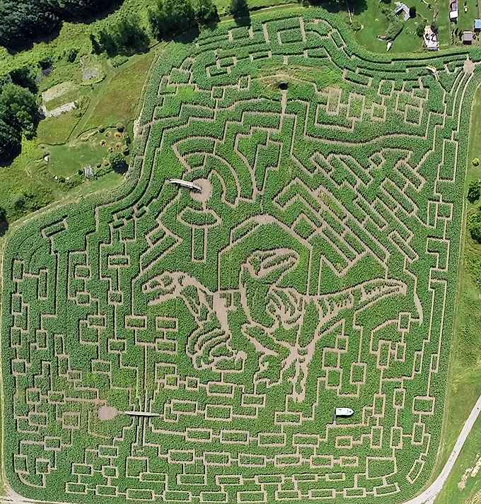 great vermont corn maze 1