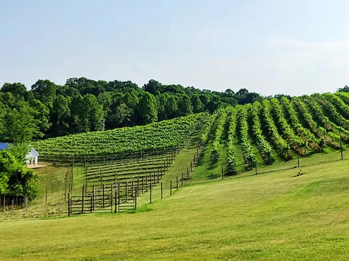 le petit chevalier vineyards and farm winery 5