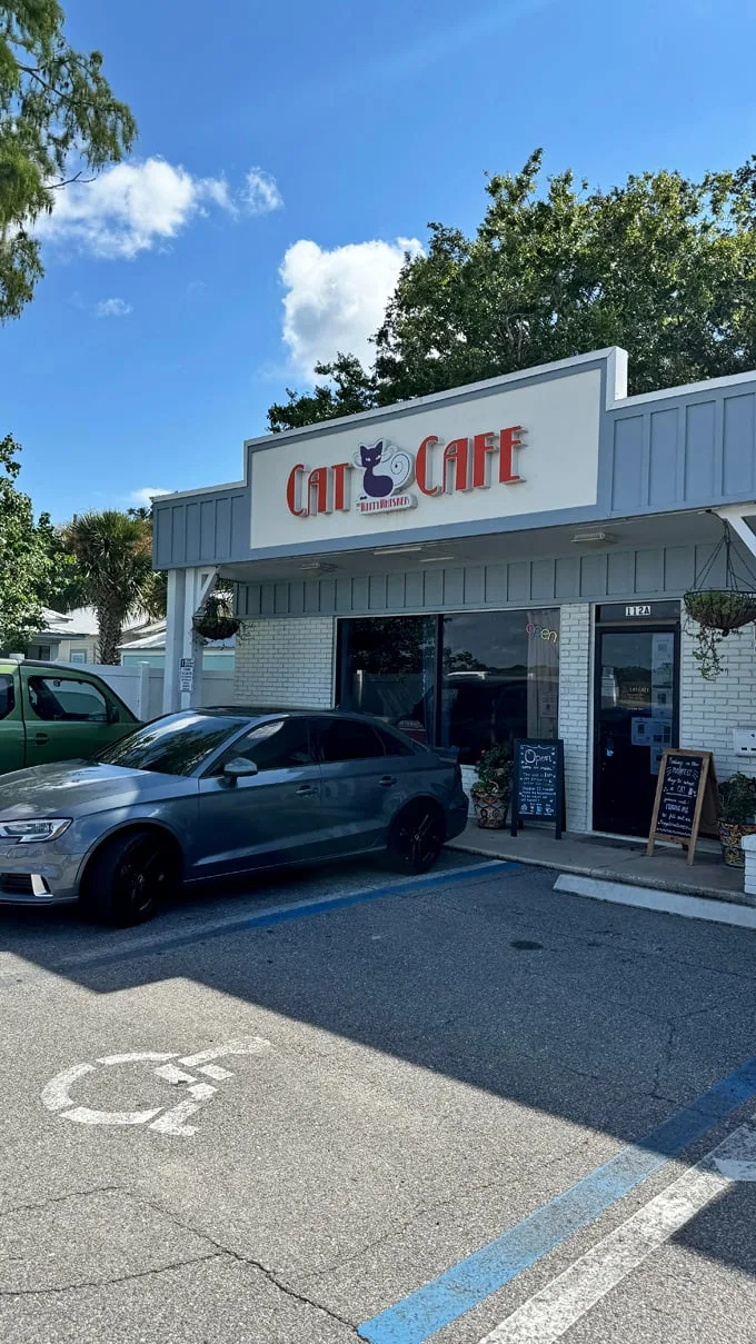 the witty whisker cat cafe 1
