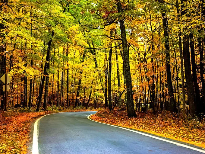 tunnel of trees scenic heritage route 1