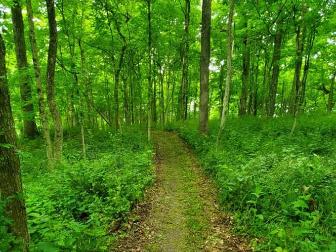 walnut point state park 4