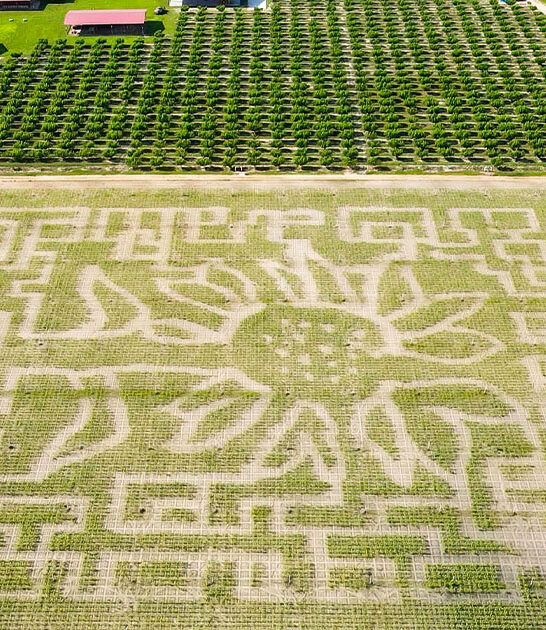 spectacular corn maze florida ftr