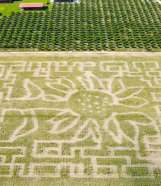 spectacular corn maze florida ftr