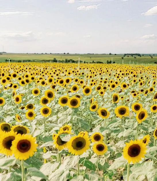 stunning sunflower field florida ftr