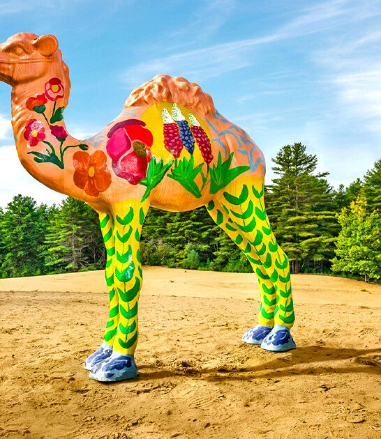 wonderfully weird desert maine ftr