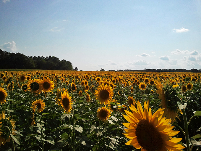 Golden petals reach for the sky. It's like Mother Nature's own cheering section! 