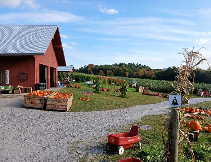 burtt's apple orchard 1