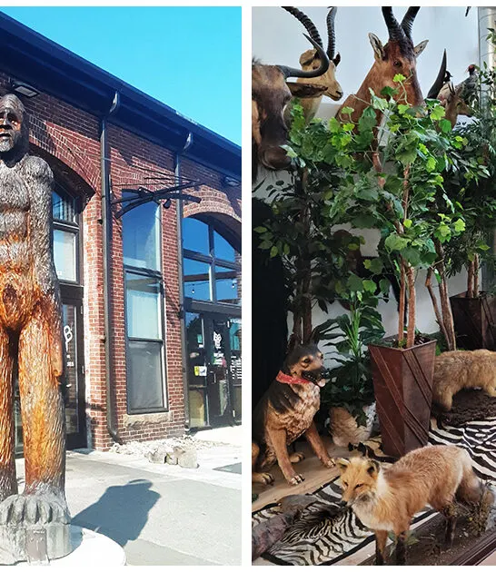cryptozoology-museum-maine ftr