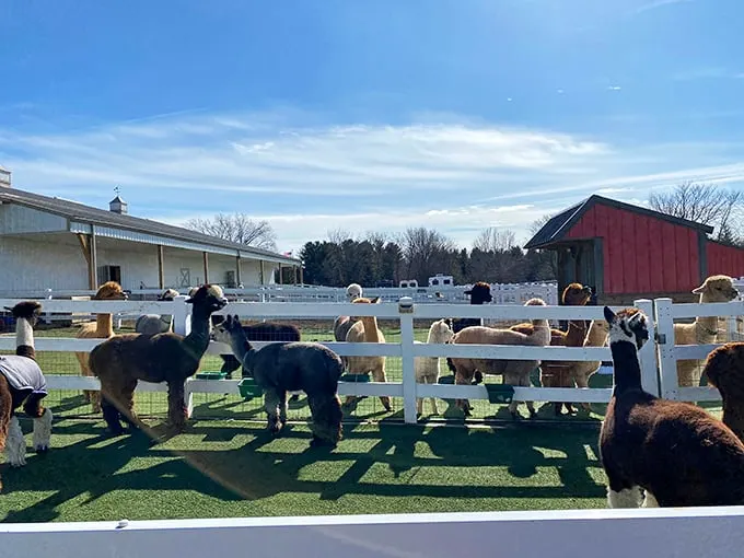 Welcome to alpaca paradise! These fluffy comedians are ready for their close-up, posing like they're auditioning for the next big animal sitcom.