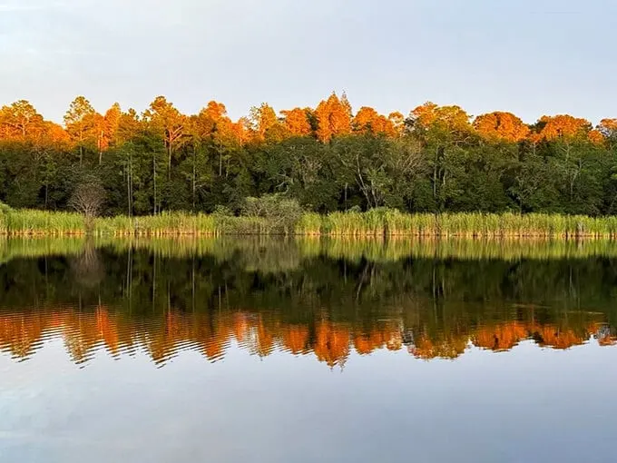 Mirror, mirror on the lake, who's the fairest view to take? Colt Creek's autumn reflection steals the show, a Florida fall in a golden glow.