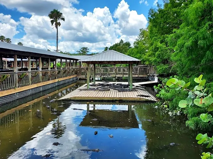 Crikey! It's a chomper's paradise! Zip-line over gators and watch handlers tempt fate—all from a safe distance.