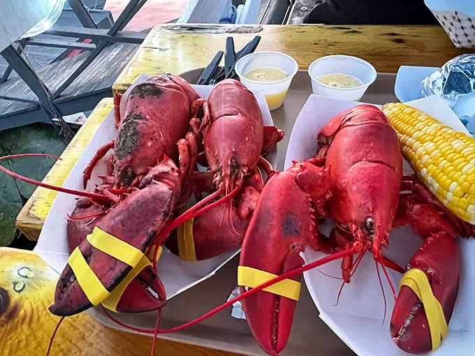 Meet your dinner! These freshly caught lobsters are ready for their butter-drenched destiny on your plate.