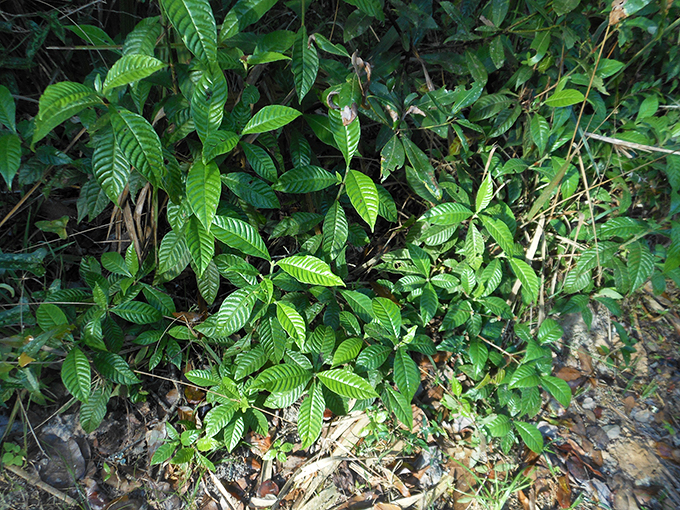 Wild coffee plants: Florida's au naturel caffeine fix! Don't expect a latte, but do expect a botanical treat for the eyes. 