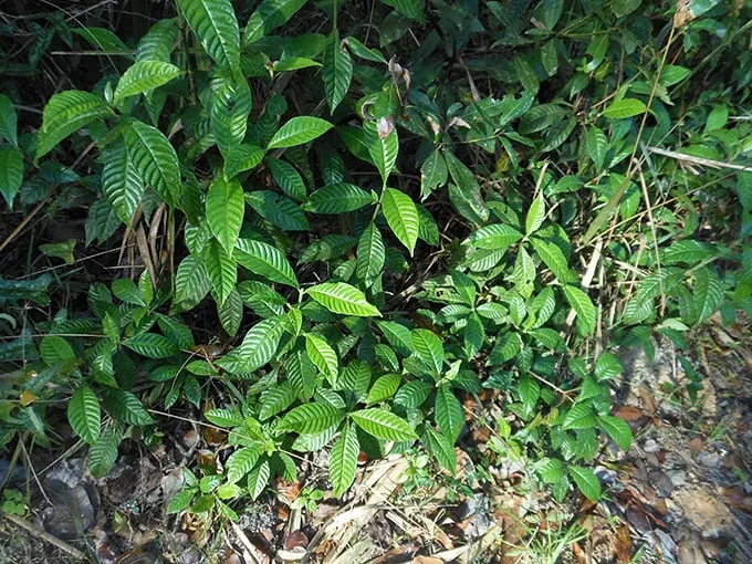 Wild coffee plants: Florida's au naturel caffeine fix! Don't expect a latte, but do expect a botanical treat for the eyes. 