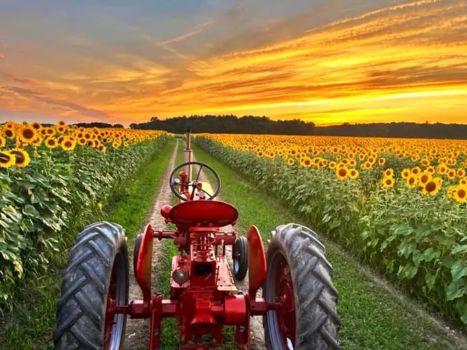 Sunset symphony in gold! Nature's own light show, with sunflowers conducting a dazzling performance. Van Gogh would've traded his easel for a tractor.