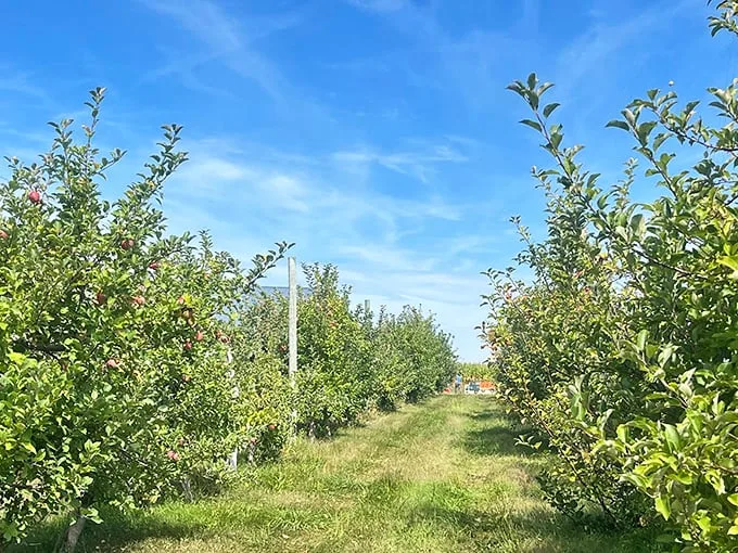 Apple paradise awaits! Rows of trees stretch to the horizon, promising a day of juicy discoveries and sticky fingers. Photo credit: Dr. Mohammad Shamsuddoha