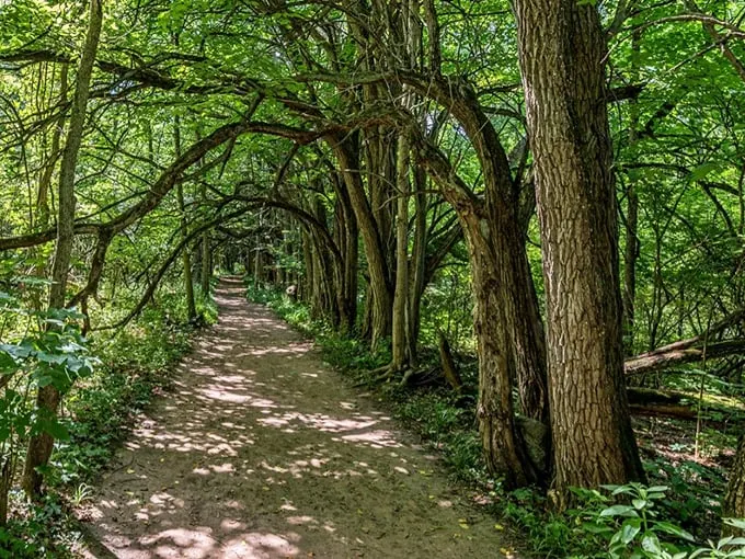 Nature's secret passageway! This leafy corridor feels like stepping into a storybook, minus the talking animals.