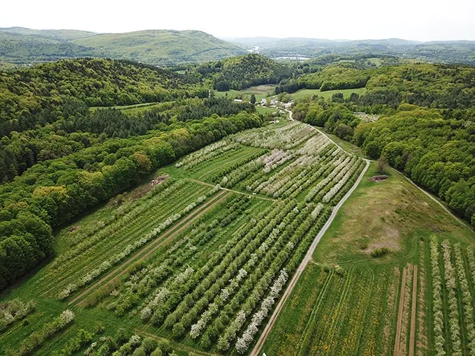 Nature's masterpiece unfolds. This aerial view of the orchard is like a patchwork quilt of deliciousness.