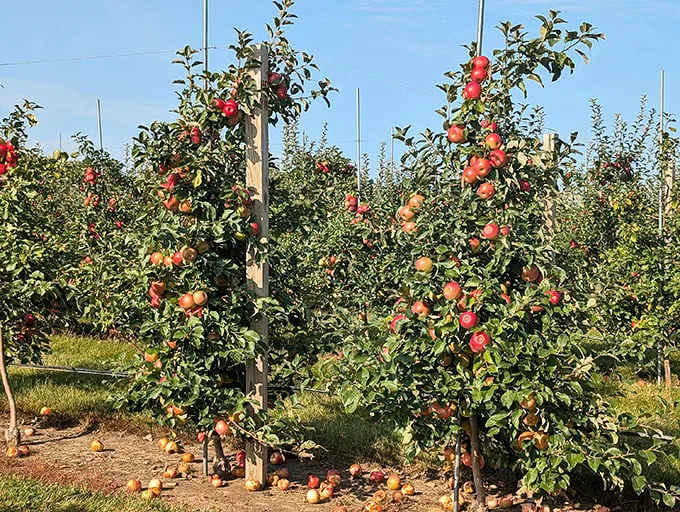 Forget the yellow brick road—follow the apple-lined path to flavor town! These trees are more loaded than a baked potato bar. Photo credit: K Reu