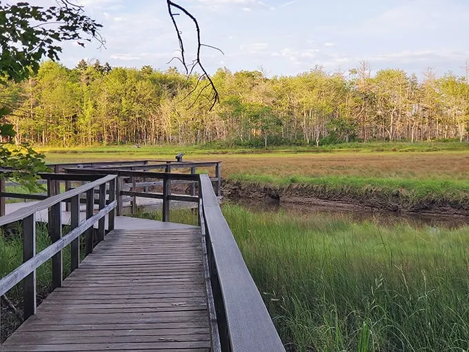 Rachel Carson's wooden catwalk through nature. This boardwalk lets you strut your stuff without getting your shoes muddy. Fashion meets function!
