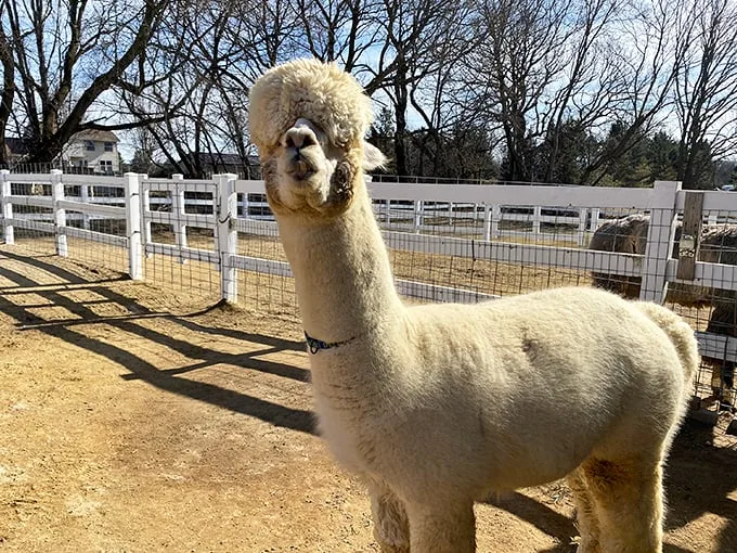"Paint me like one of your French alpacas," this charmer seems to say. That expression could melt even the coldest of hearts!