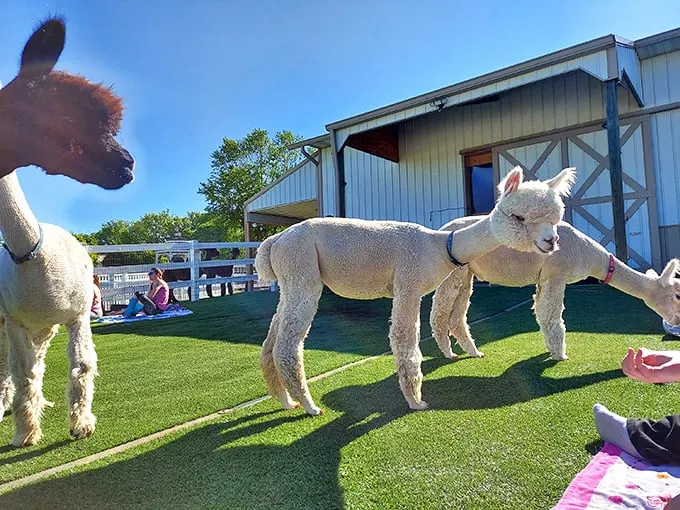 It's feeding time at the alpaca corral! These gentle giants are lining up for their gourmet grass buffet like it's the hottest restaurant in town.