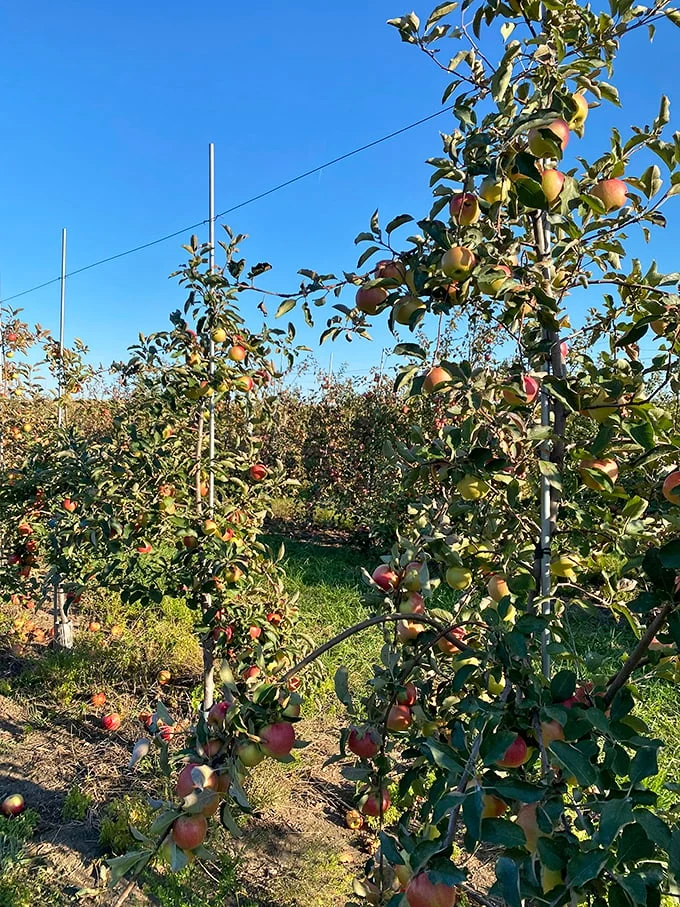 Step right up to the fall fun factory! Where pumpkins and apples join forces to create autumnal magic. Photo credit: Jenna Cooley