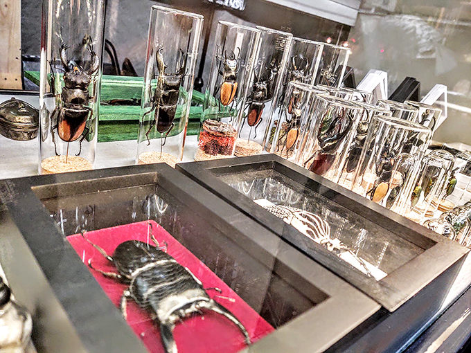 "Creepy crawlies under glass – it's like a bug's life, but with a twist of 'Stranger Things'." Photo credit: Voodoo's World of Oddtiques