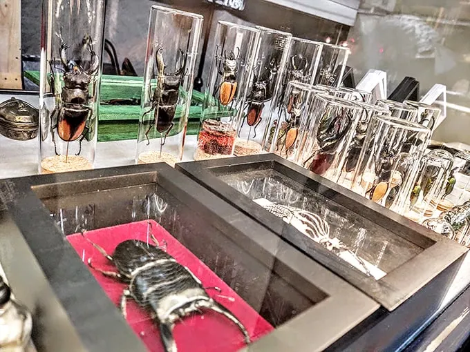"Creepy crawlies under glass – it's like a bug's life, but with a twist of 'Stranger Things'." Photo credit: Voodoo's World of Oddtiques