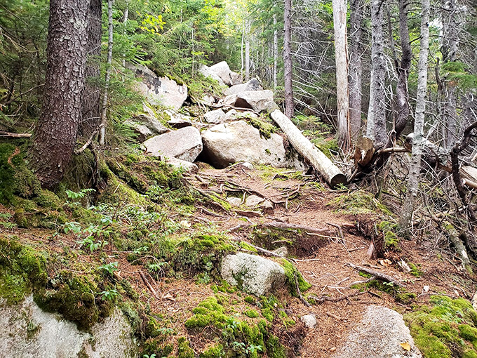 Mother Nature's rock garden showcases her collection of granite sculptures, arranged over millennia with artistic precision.