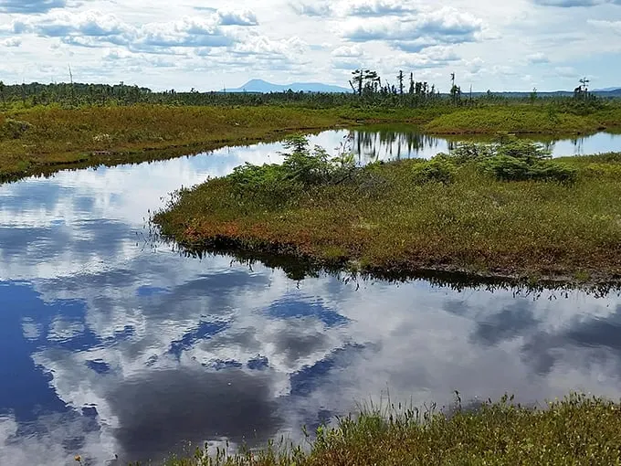 Crystal Bog: Where the clouds come down to earth. It's like walking on a waterbed made of moss – squishy, yet oddly satisfying.