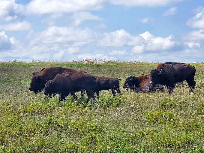 Where the buffalo roam… and pose for selfies! These majestic beasts are the true celebrities of Blue Mounds State Park, strutting their stuff on nature's red carpet.