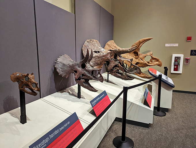 Jurassic jigsaw puzzle, anyone? These dino skulls are like nature's Legos – except you definitely don't want to step on them!