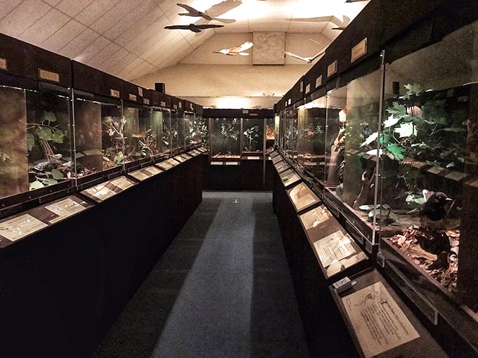 500 wooden birds, countless "wow" moments. This museum proves that sometimes, the early bird gets the… artwork?
