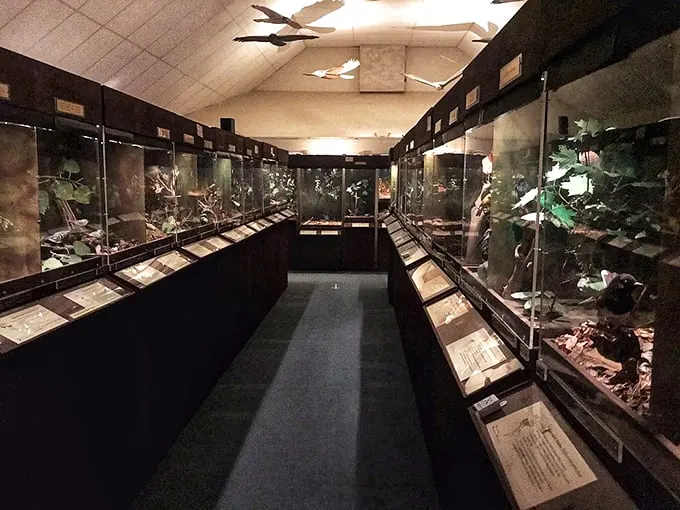 500 wooden birds, countless "wow" moments. This museum proves that sometimes, the early bird gets the… artwork?