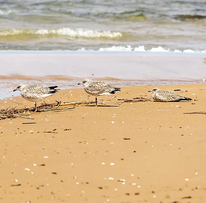 Bird's the word at Negwegon! These feathered beach-goers are living proof that the early bird gets the... sand?