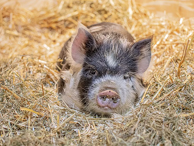 This little piglet is living its best life. It's the farm version of "Netflix and chill" – more like "hay and snooze."