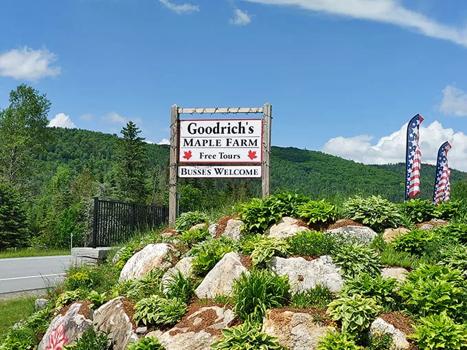 "Free Tours" and "Buses Welcome" - it's like Disneyland for maple enthusiasts! Get ready for the sweetest ride of your life.