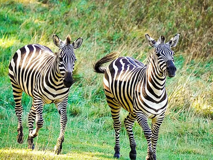 Zebra crossing ahead! These stylish stripes are nature's version of high fashion.