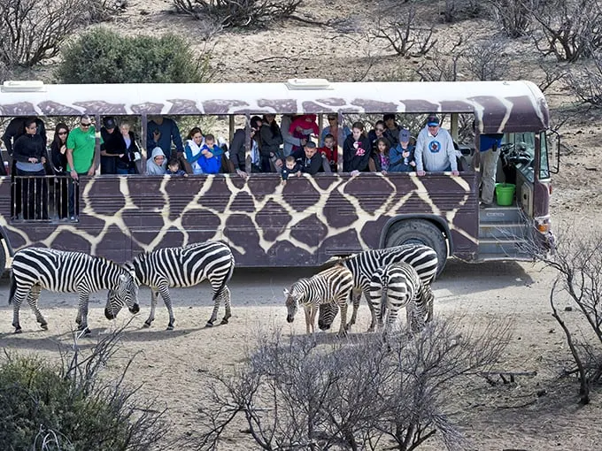 Zebras on parade! It's like a monochrome fashion show, but with more hooves and less attitude.