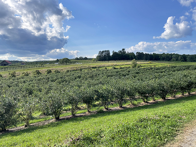 Rows of fruit trees stretch to the horizon, a living testament to the orchard's bounty. Mother Nature's grocery store, now open for business!