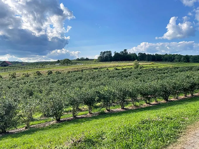 Rows of fruit trees stretch to the horizon, a living testament to the orchard's bounty. Mother Nature's grocery store, now open for business!