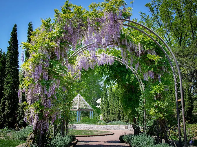 Wisteria hysteria at Inniswood! This floral canopy is so dreamy, you'll half expect Mr. Darcy to emerge from behind a bush.