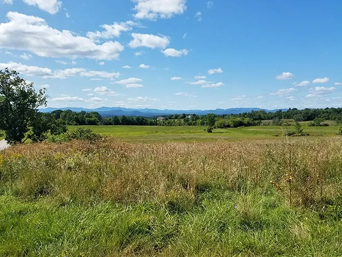 Fields of dreams, Vermont style. If you build it, the cows will come – and boy, do they have a view!