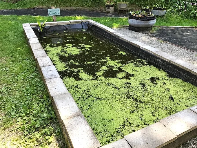 Forget the fountain of youth – this pond's got the secret to serenity. It's so peaceful, even the algae look like they're meditating.