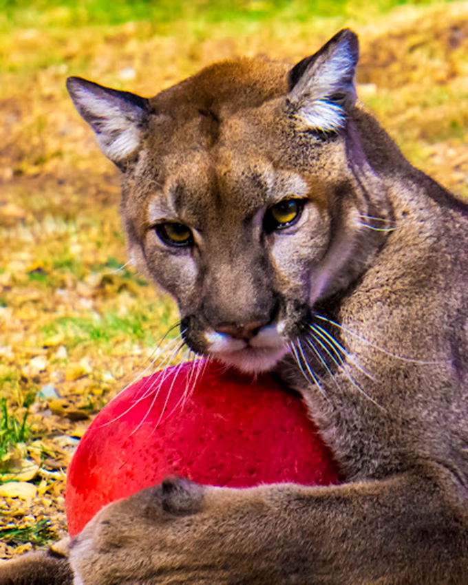 Mountain lion meet-and-greet? It's like cat café, supersized and with a side of adrenaline.