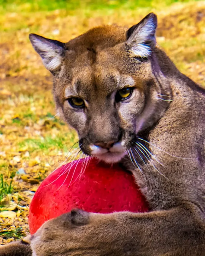Mountain lion meet-and-greet? It's like cat café, supersized and with a side of adrenaline.