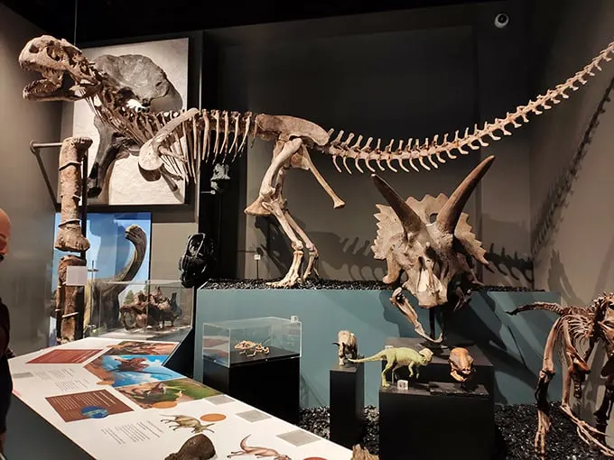 Bones to pick... and learn from! This impressive dinosaur skeleton at U-M's museum is a testament to nature's grand design.